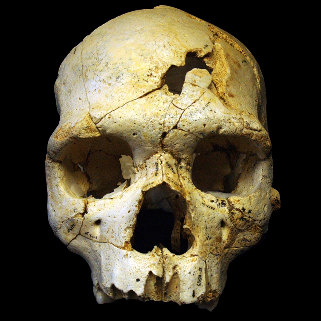 FamilyTreeDNA Discover - mtDNA Haplogroup H1yr